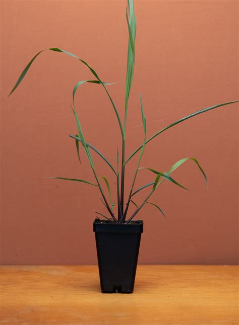 Lemongrass Cymbopogon — Heartsong Herbs