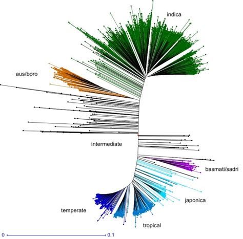 Classification Of 3 000 Rice Accessions Into Five Distinct Varietal Download Scientific Diagram