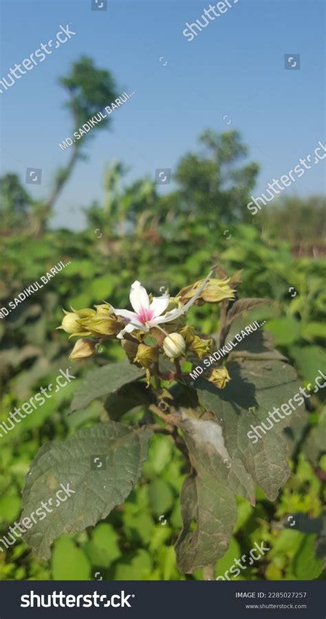 Natural Flower Background Abcde 2023 Stock Photo 2285027257 Shutterstock