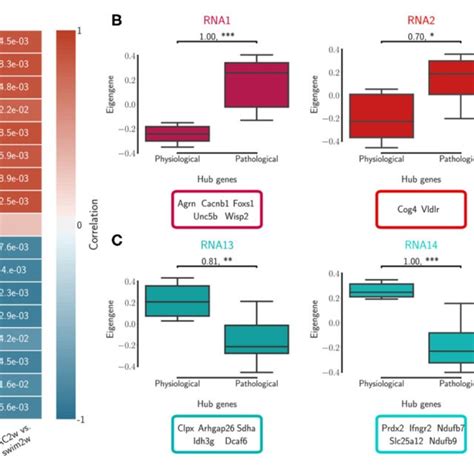 Transcriptome RNA Network Modules Were Clustered To Assess