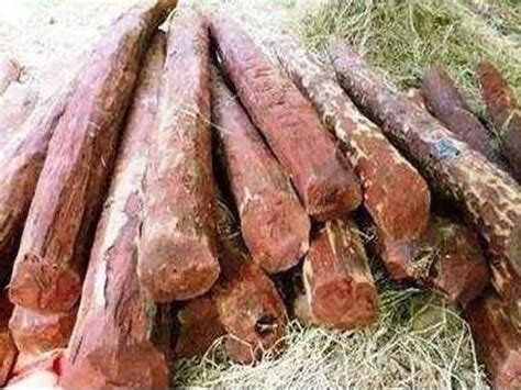 Chennai Billiards Player Arrested In Red Sandalwood Smuggling Case