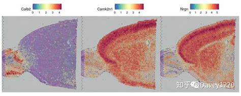 Seurat包学习笔记（三）：analysis Of Spatial Datasets 知乎