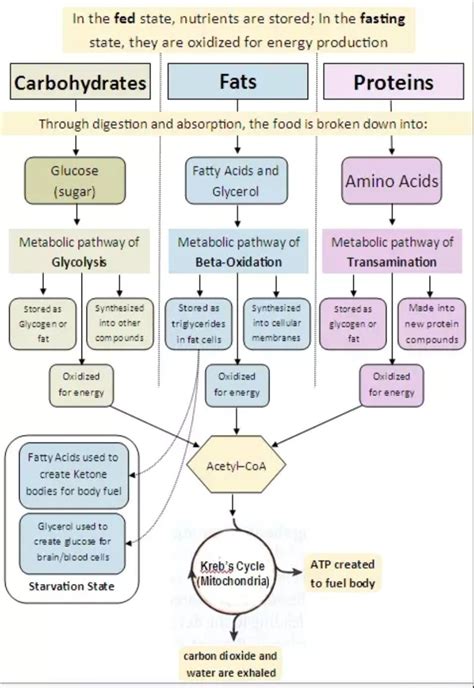 Metabolic Pathways How The Body Uses Energy 💡 How Your Metabolic