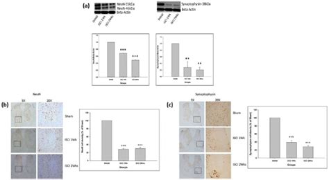 A Western Blot Images With The Quantification Results Showing Neun