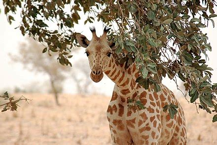 Giraffa Camelopardalis Wikipedia La Enciclopedia Libre