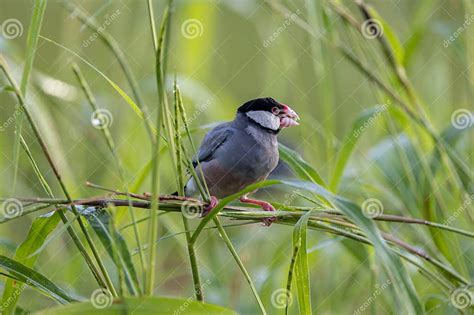 Nature Wildlife Image Of Beautiful Bird Java Sparrow Lonchura