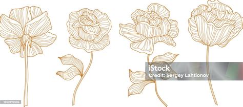 장미 꽃과 잎 흰색으로 격리됩니다 손으로 그린 선 벡터 그림 Eps 10 0명에 대한 스톡 벡터 아트 및 기타 이미지 0명