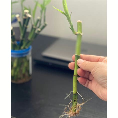 Buy Lucky Bamboo For Sale Fast Shipping