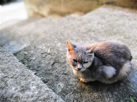 Cat Day Kitten Free Photo On Pixabay Pixabay