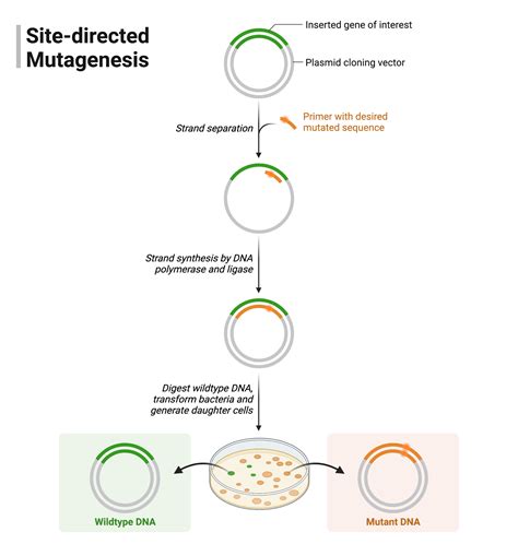 Site Directed Mutagenesis Biorender Science Templates