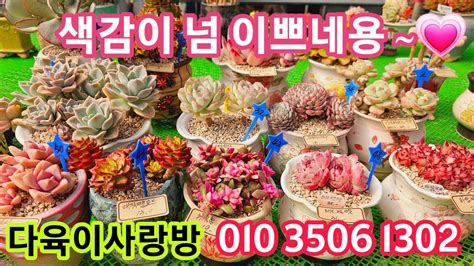 다육이사랑방💗색감이최고탐나는데요💥백미인원종콜로라타홍매화바닐라비스해리왓슨벤바디스슈퍼미니마문가드니스금철화🤩235