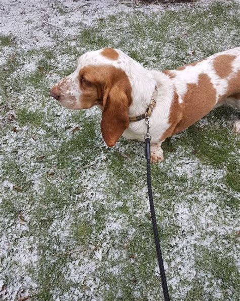 Pin De Carrie Mathes En Bassett Hounds