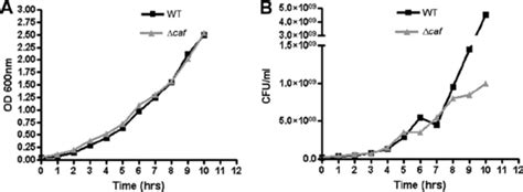 Growth Curves Of Y Pestis Co92 Wt And Its ⌬ Caf Mutant The Bacilli