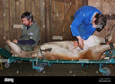 Animal Embryo Transfer