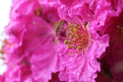꽃들 꽃가루 곡물 분홍 분홍색 Pixabay의 무료 사진 Pixabay