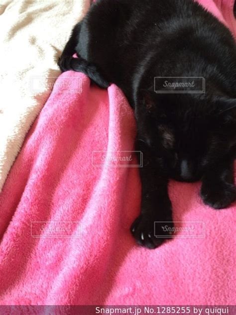 ピンクの毛布の上に横たわる黒犬の写真・画像素材 1285255 Snapmart（スナップマート）