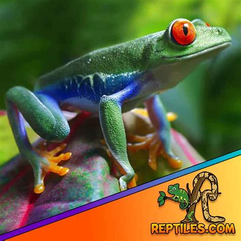 Red Eyed Tree Frog For Sale Red Eye Tree Frogs For Sale Online