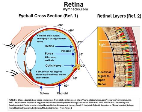 Eye Anatomy Wymhacks