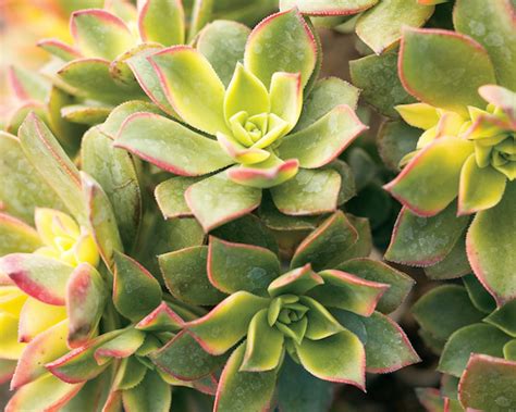 Aeonium Care Plant Addicts