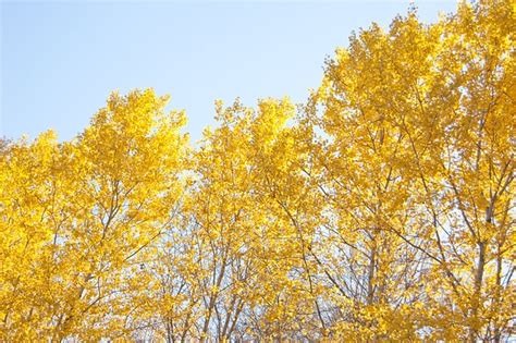 Yellow Trees Leaves Autumn Free Photo On Pixabay Pixabay