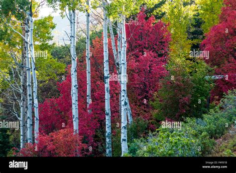 Fall Quaking Aspen Trees Populus Tremuloides And Maple Trees Mt Nebo