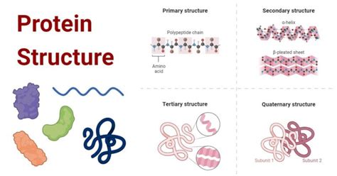Examples Of Structural Proteins Key Types Explained