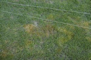 Lawn And Turf Pythium Crown And Root Rot Hortsense Washington
