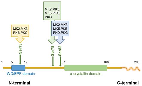 Ijms Free Full Text Heat Shock Proteins And Breast Cancer