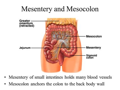Mesocolon || Med-koM