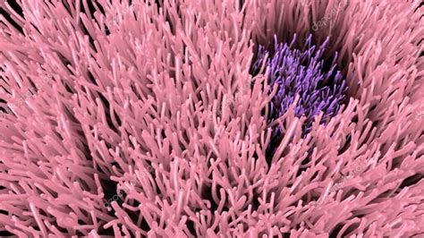 Folículos Linfoides En La Membrana Mucosa Del Intestino Delgado 2022