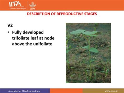Morphology And Physiology Of Soybean Pptx Agriculture Industries