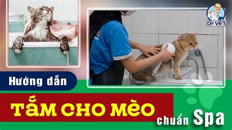 Hướng Dẫn Cách Tắm Cho Mèo Chuẩn Spa Tips Chăm Sóc Thú Cưng Drvet