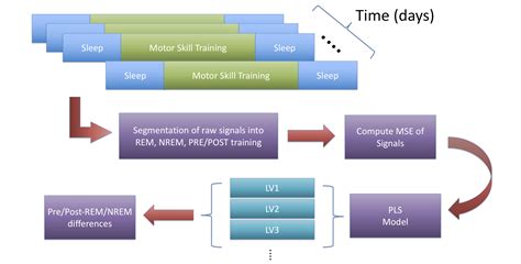 Brain Signal Complexity During Sleep — Mcintosh Lab