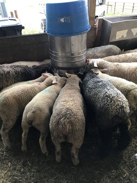 Nutrition And Feeding Systems For Lamb Finishing Osu Small Ruminant Team