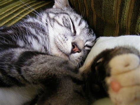 うにゃんと甘えん坊サバトラが集まる、猫画像20選 猫画像どっと 猫ブログ