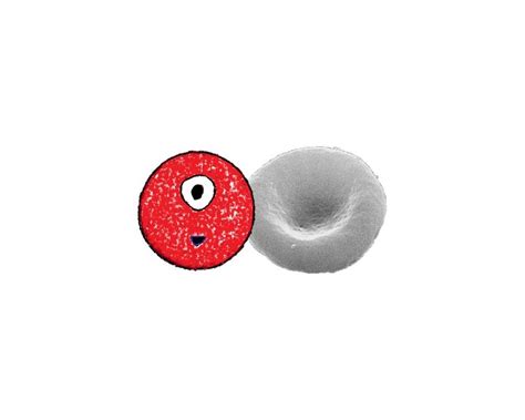 Tummy Bug Science MattyMACROPHAGE