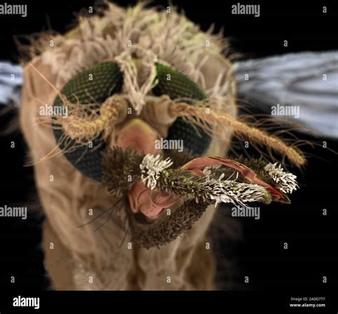 Anopheles Mosquito Coloured Scanning Electron Micrograph SEM Of A