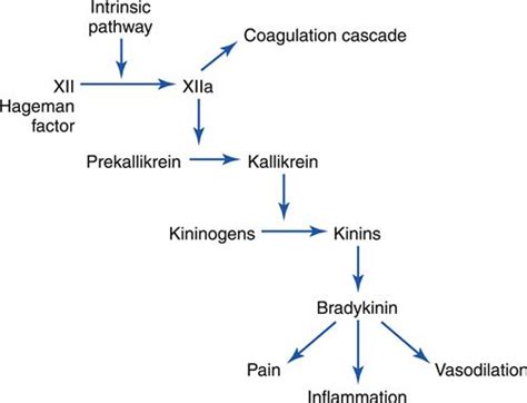 Inflammation And Immunity Basicmedical Key