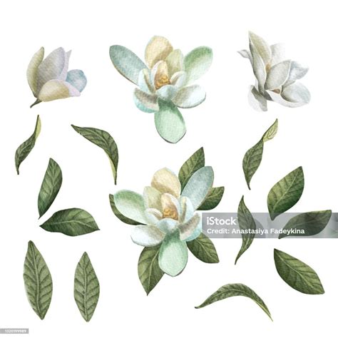 흰색 목련 꽃과 흰색 배경에 고립 된 잎으로 설정 수채화 0명에 대한 스톡 벡터 아트 및 기타 이미지 0명 계절 꽃 나무