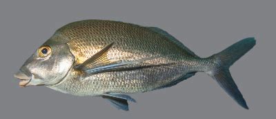Porae Species Identification Ocean Hunter New Zealand