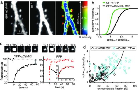 Enrichment Of Camkii In Spines A Ca1 Pyramidal Cell Dendrite Download Scientific Diagram