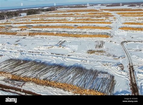 The Felled Trees Lie Under The Open Sky Deforestation In Russia Destruction Of Forests In