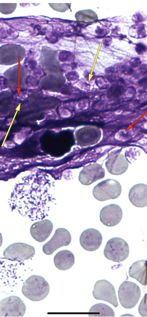 Bacteria Parasite Identification R Microbiology