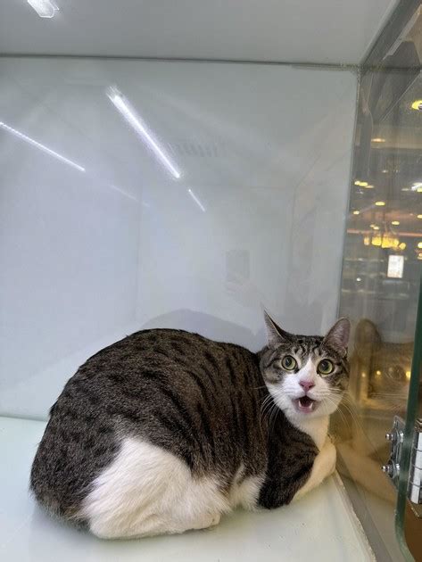 코리안숏헤어 상국 보더콜리분양가격 프렌치불독분양가격 빠삐용분양가격 파피용분양가격 사모예드분양가격 스피츠분양가격 시바견분양가격 시베리안허스키분양가격 시츄분양가격 요크셔테리어