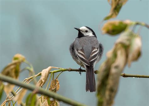 Photo Трясогузка by Irina Sergeeva - nature - PhotoForum.ru