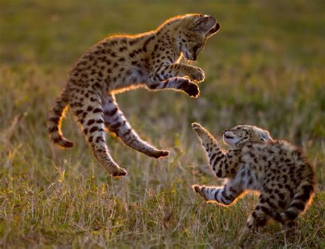 Wild Cats The Serval Kimcampion