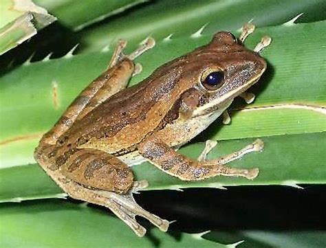 世界遺産徳之島で初確認 特定外来生物シロアゴガエル 群島2例目要警戒 情報提供を 環境省南海日日新聞