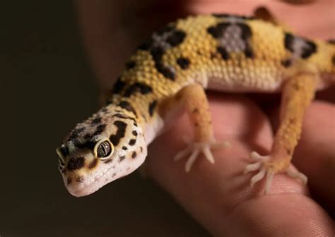 How Often Can You Handle A Leopard Gecko Reptile Craze