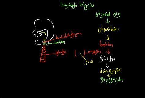 სასუნთქი სისტემა Youtube