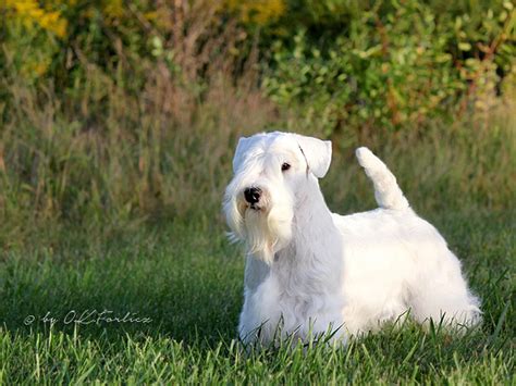 Razas de perros características y necesidades del Sealyham Terrier Infobae